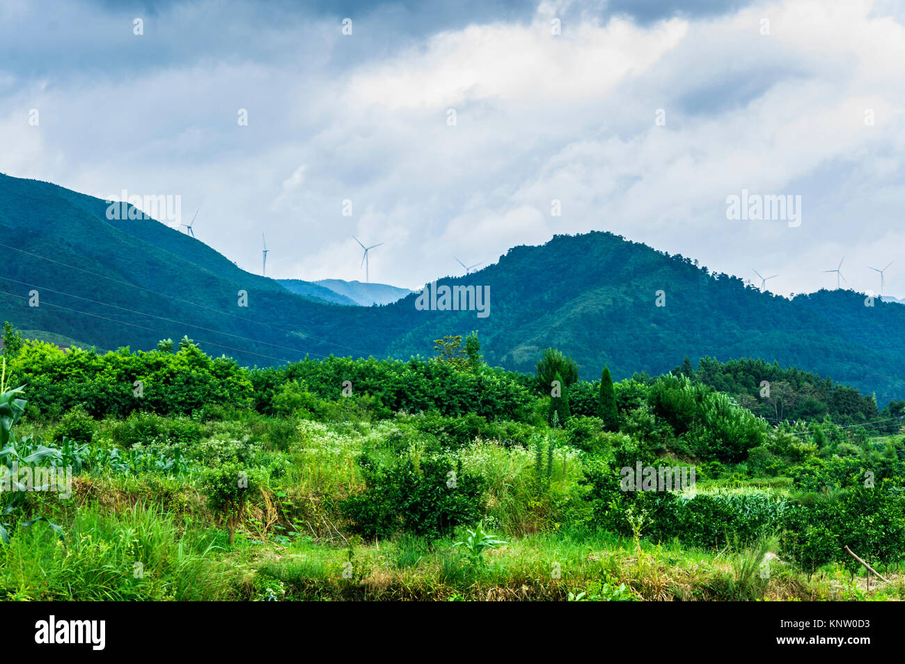 Beautiful rural scenery in summer Stock Photo - Alamy