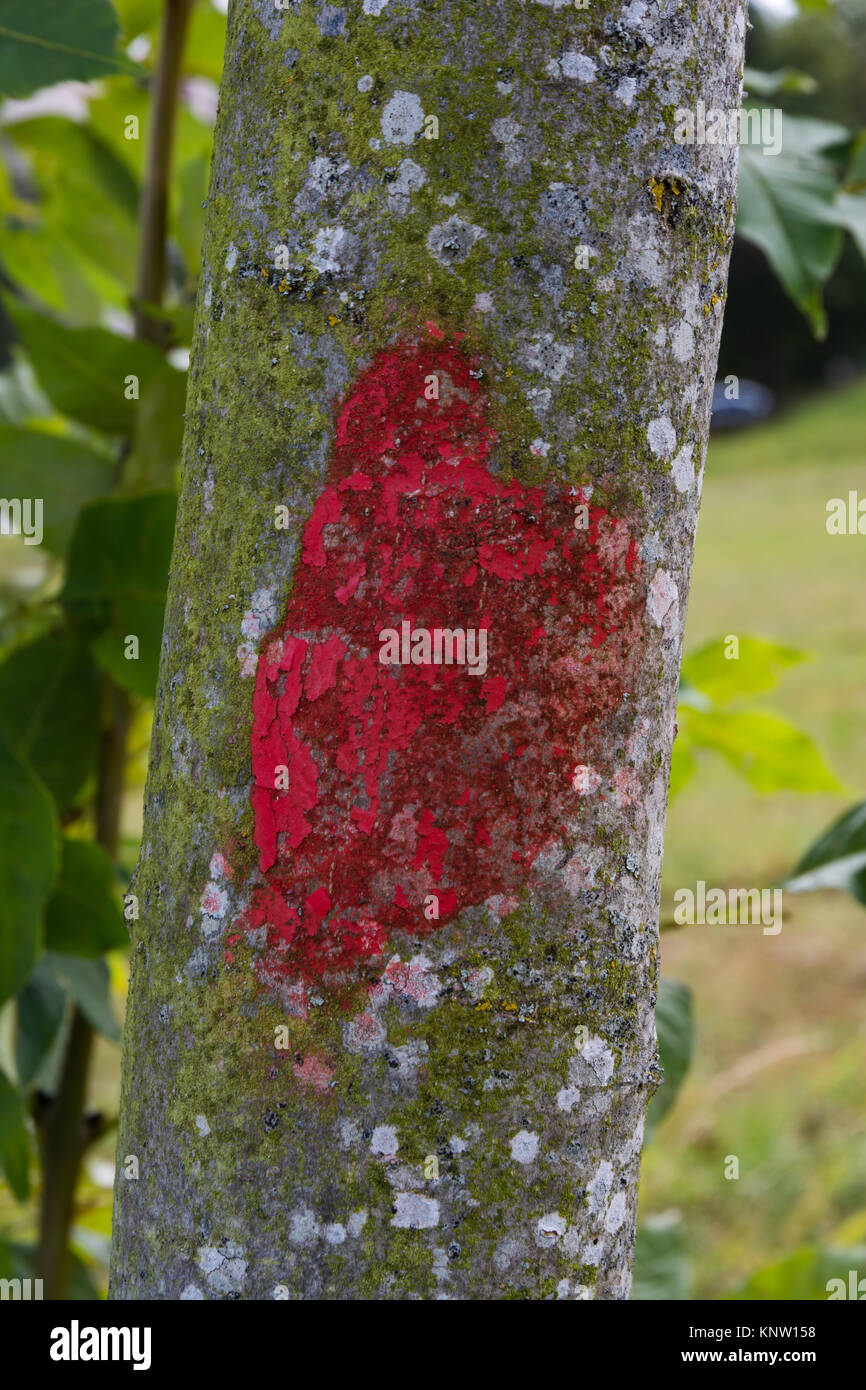 Red Marked Tree Difference Green Contrast Texture Macro Stock Photo - Alamy