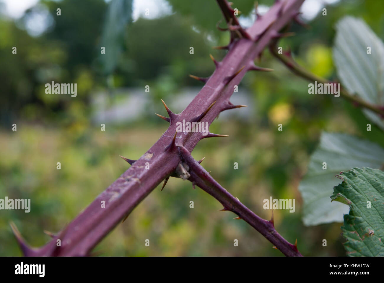 Thorn Plant Vine Stem Purple Danger Sharp Macro Stock Photo - Alamy