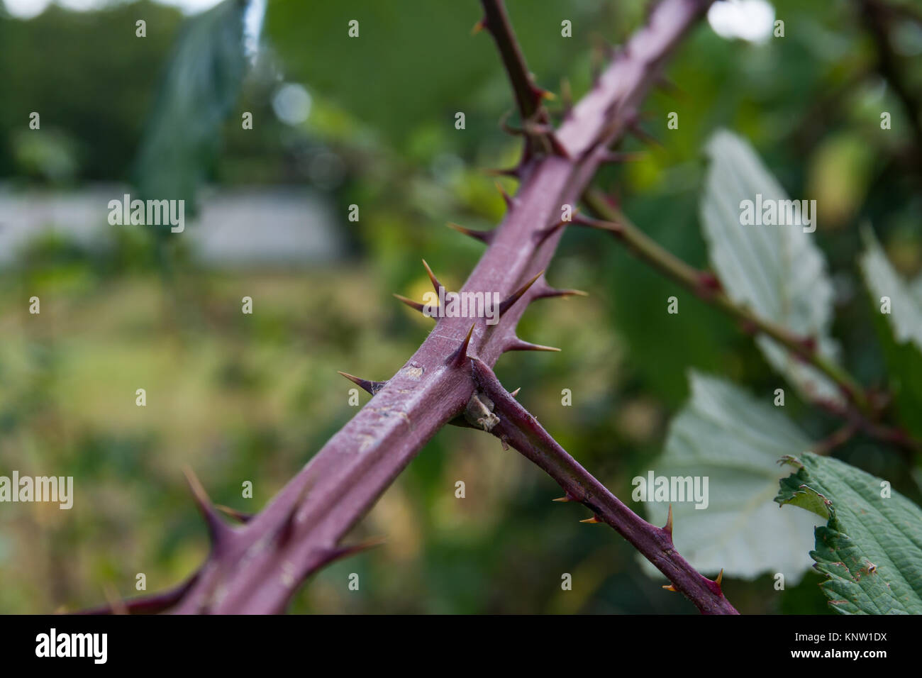 Thorn Plant Vine Stem Purple Danger Sharp Macro Stock Photo - Alamy