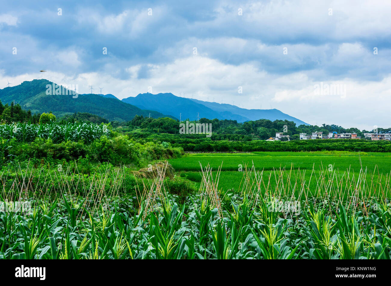 Beautiful rural scenery in summer Stock Photo - Alamy