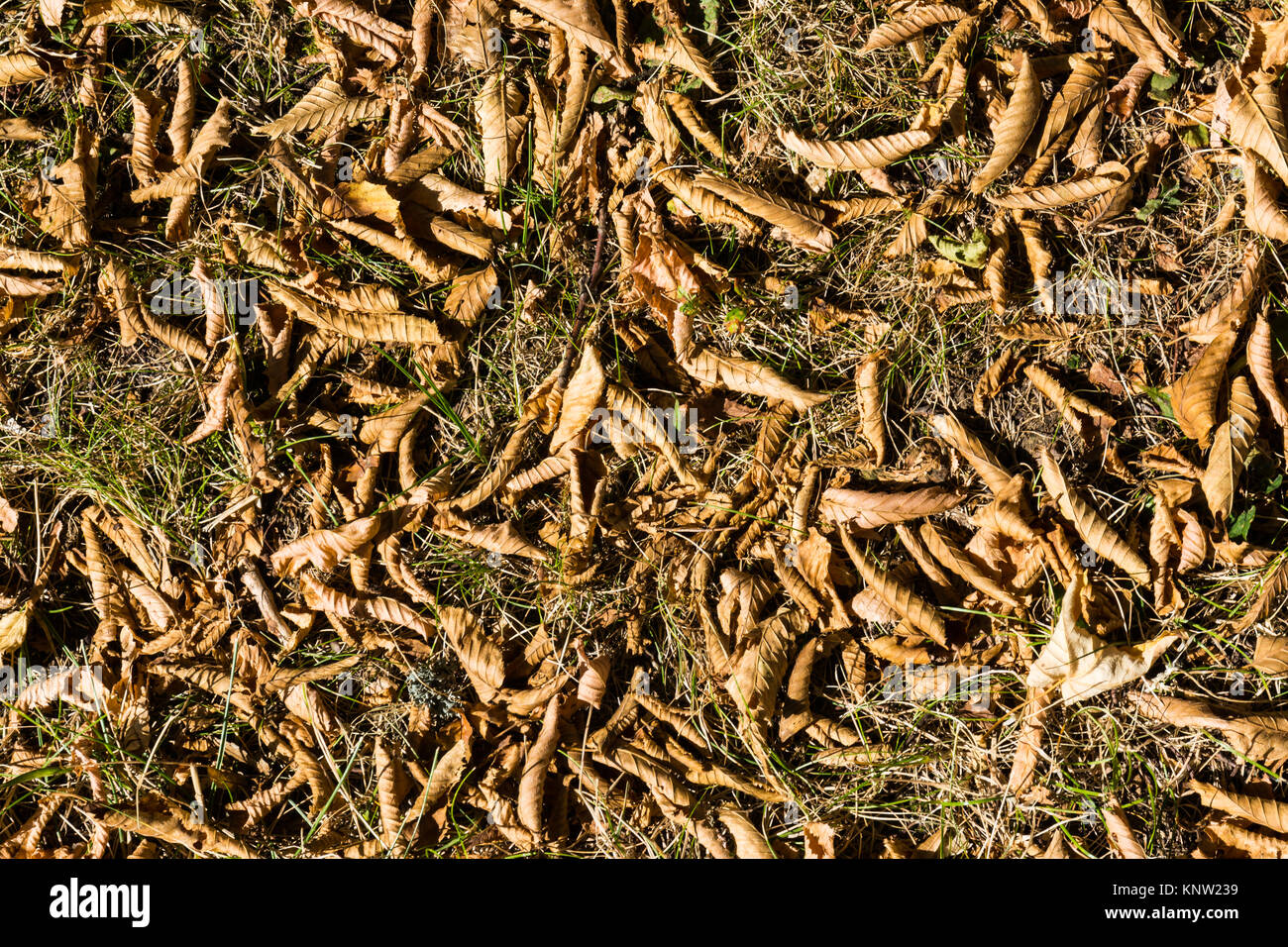 Texture Background Detail Tree Leaves Autumn Fallen Dead Ground Grass ...