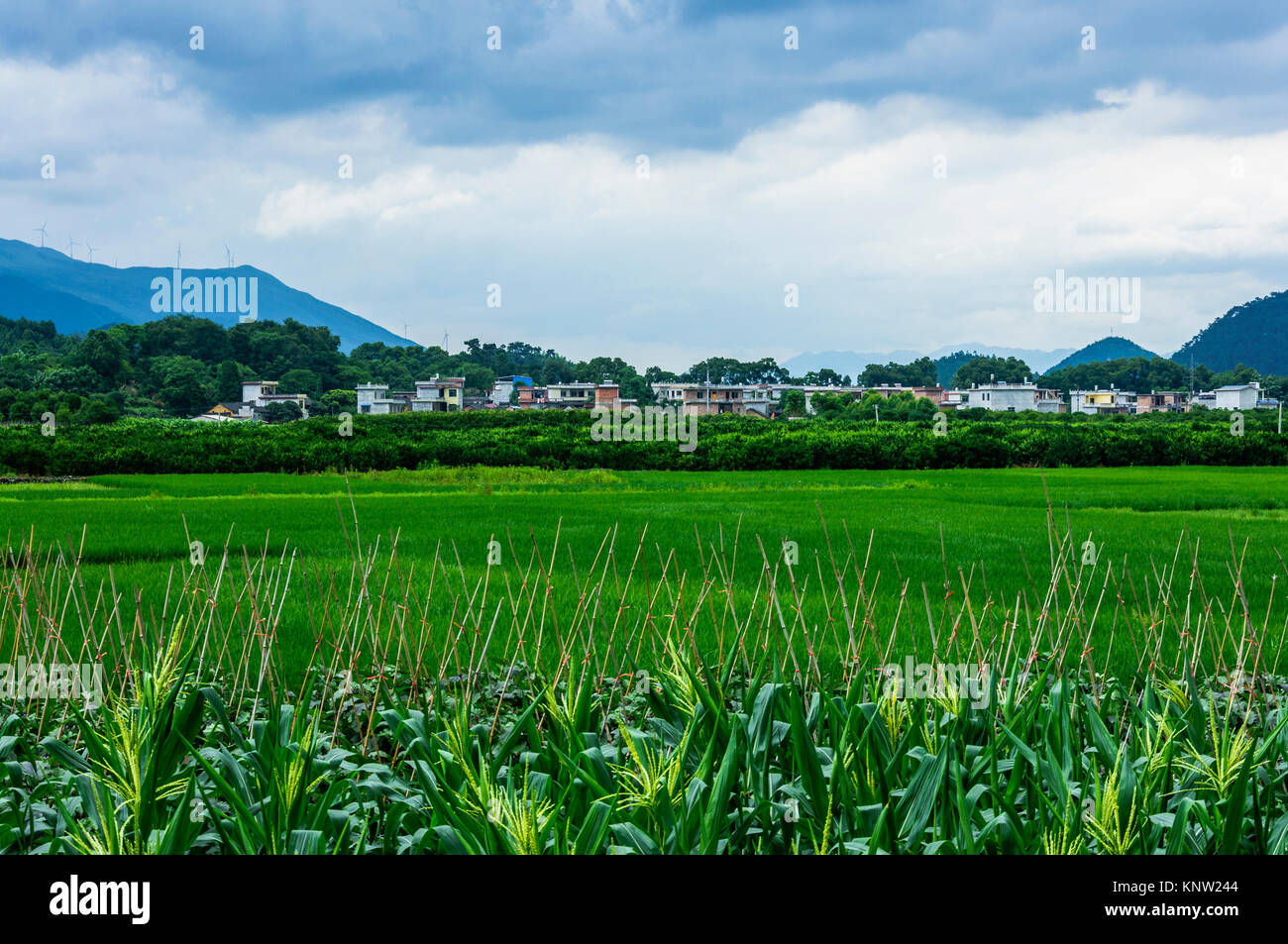 Beautiful rural scenery in summer Stock Photo - Alamy
