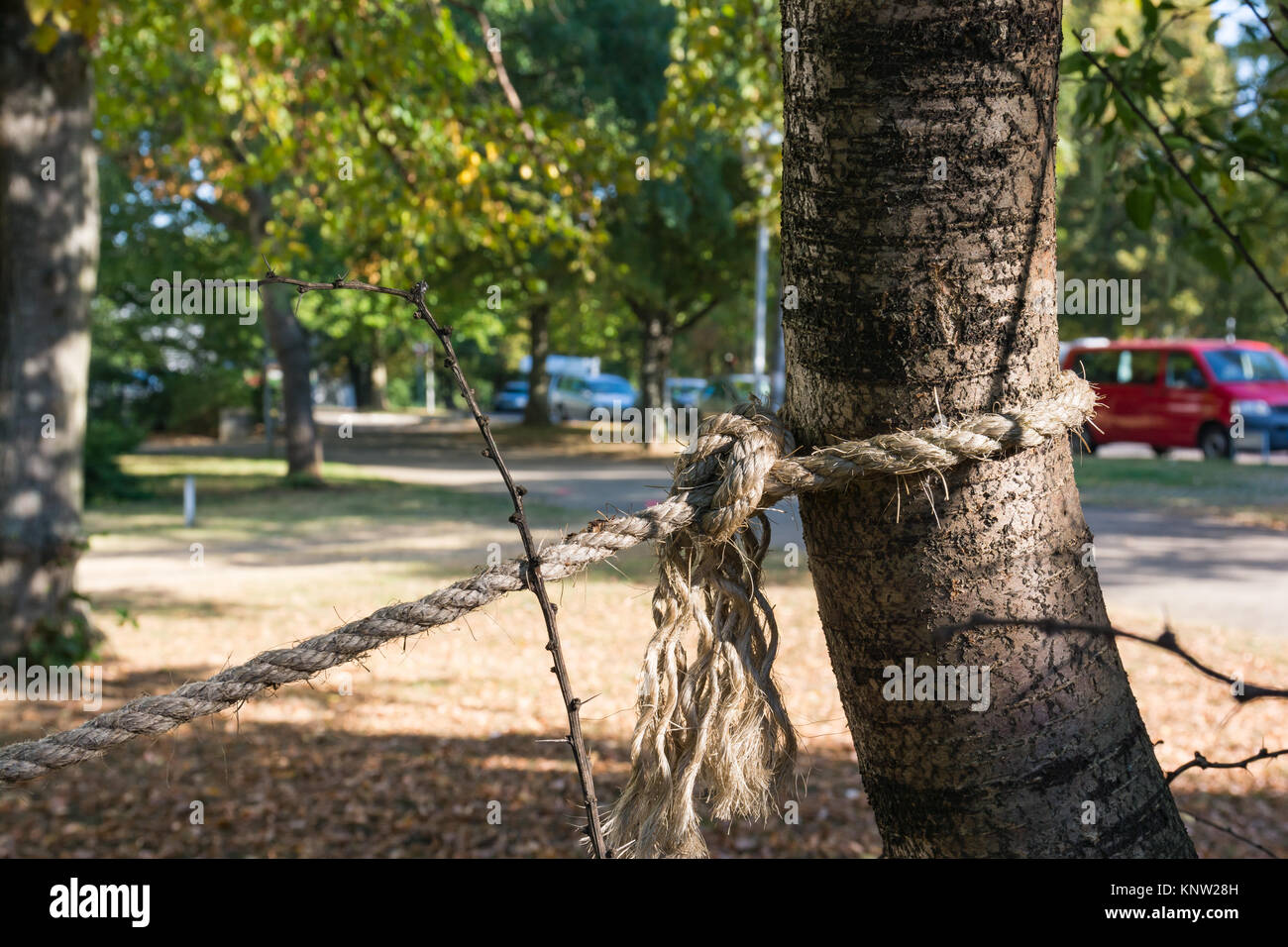 Rope Secure Tied Around Tree Trunk Strength Outdoors Morning Stock ...
