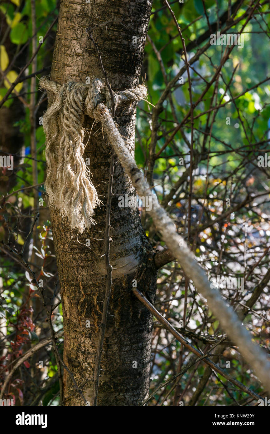 Rope Secure Tied Around Tree Trunk Strength Outdoors Morning Stock ...