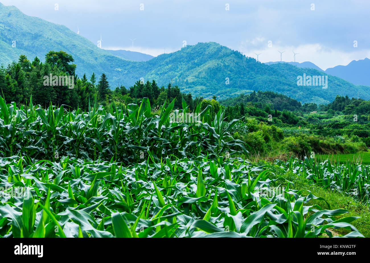 Beautiful rural scenery in summer Stock Photo - Alamy