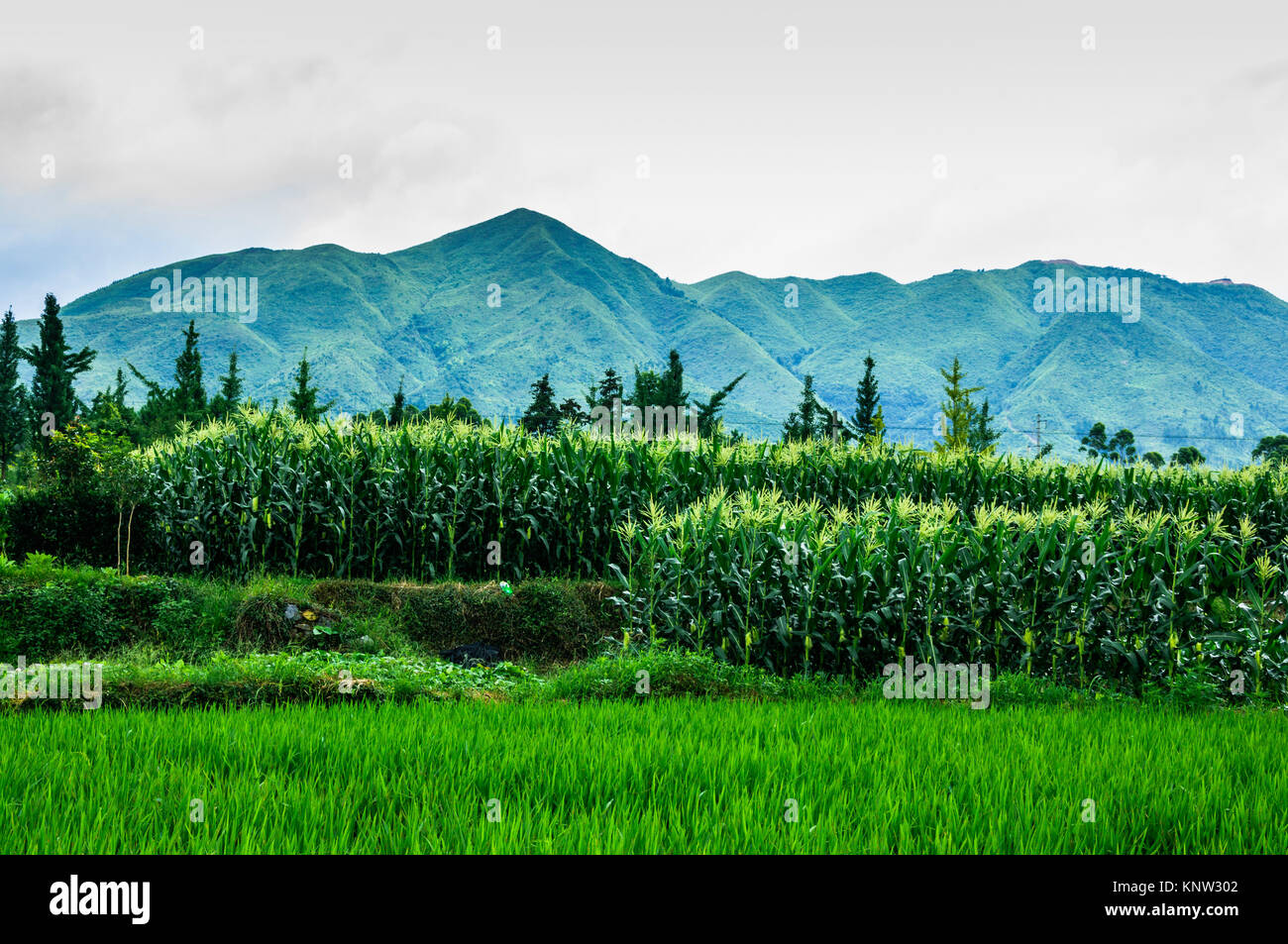 Beautiful rural scenery in summer Stock Photo - Alamy