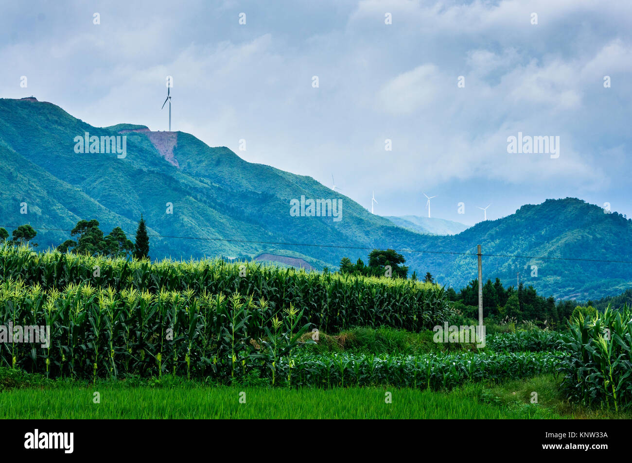 Beautiful rural scenery in summer Stock Photo - Alamy