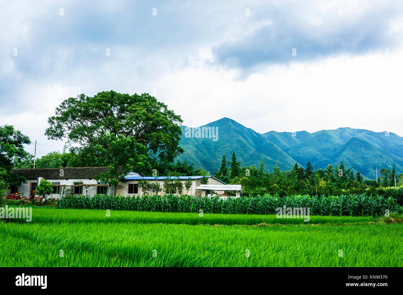 Beautiful rural scenery in summer Stock Photo - Alamy