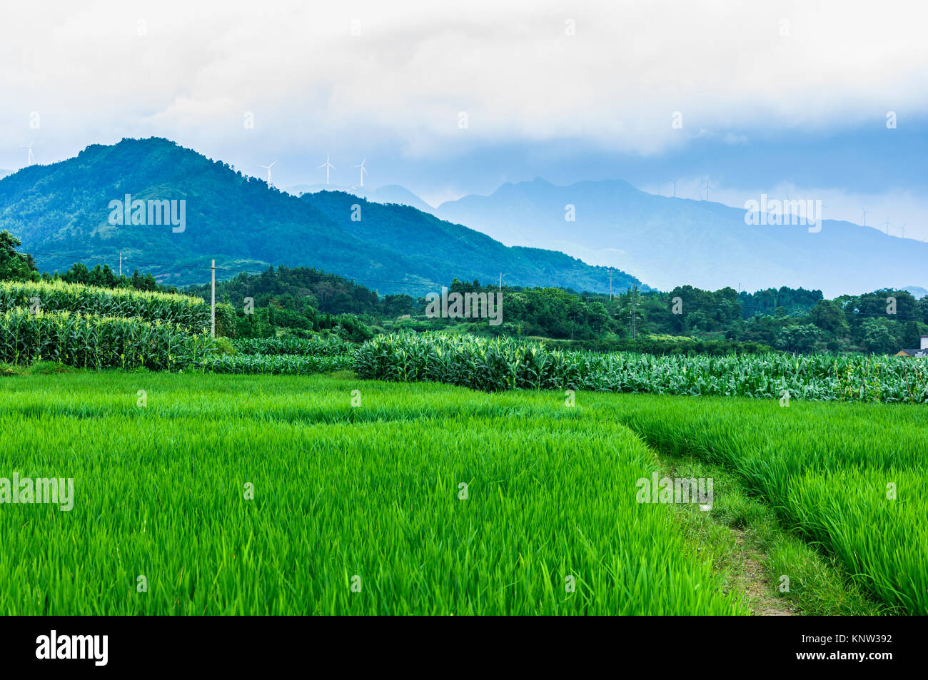 Beautiful rural scenery in summer Stock Photo - Alamy