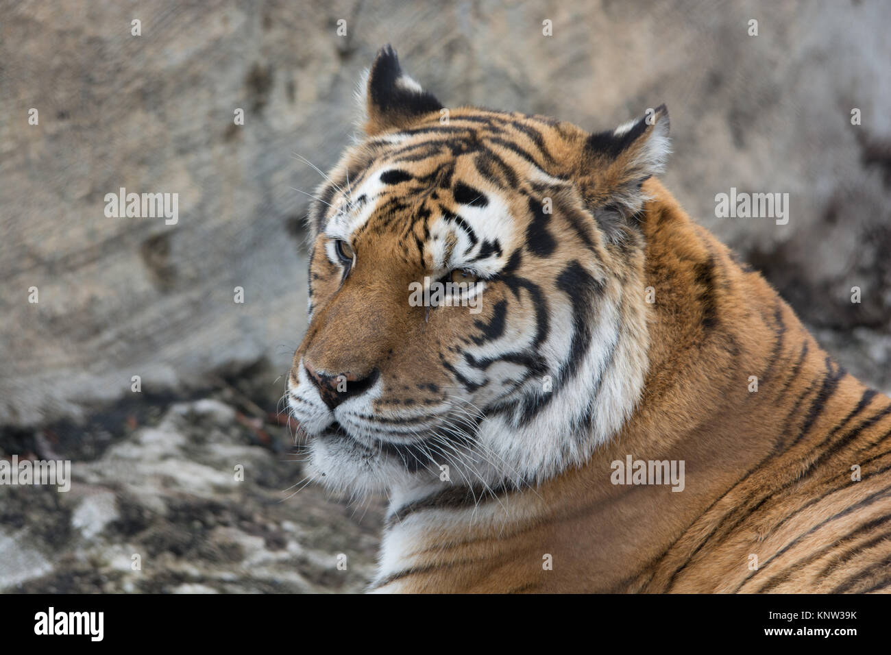 Tiger head shot ,looking to the side Stock Photo - Alamy