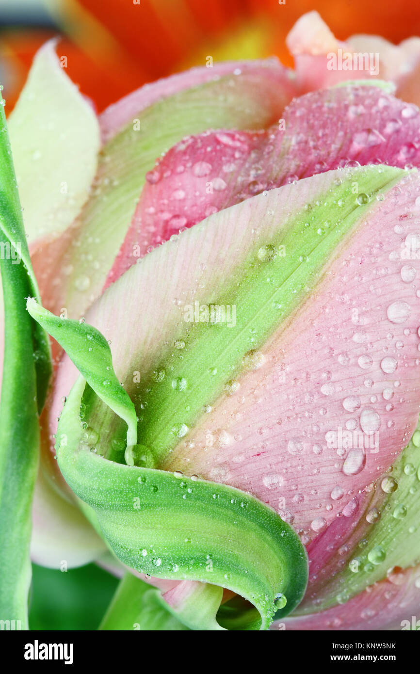 Spring rain drops hi-res stock photography and images - Alamy