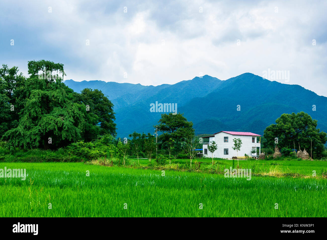 Beautiful rural scenery in summer Stock Photo - Alamy