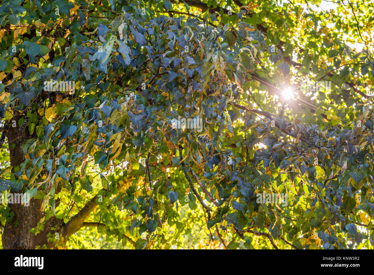 Green Tree Leaves with Sun Shining Through Stock Photo - Alamy