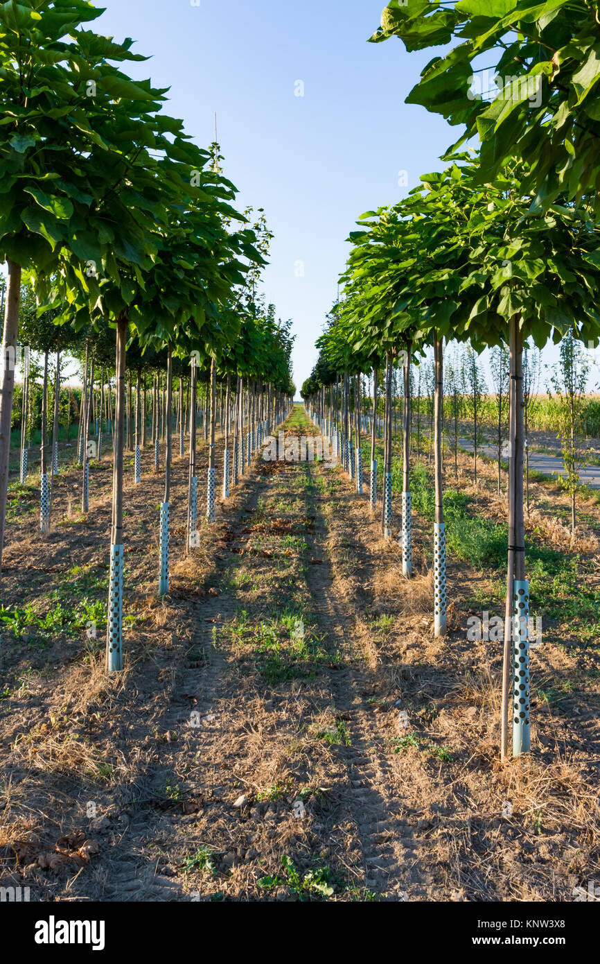 Trees in Rows Farming Depth Perspective Outdoors Stock Photo - Alamy