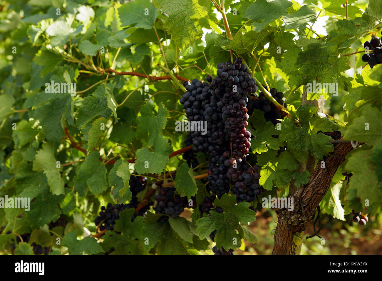 Grape vine branches in sun hi-res stock photography and images - Alamy
