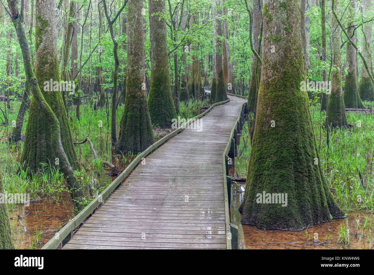 Congaree National Park, low boardwalk through moss covereed Water ...