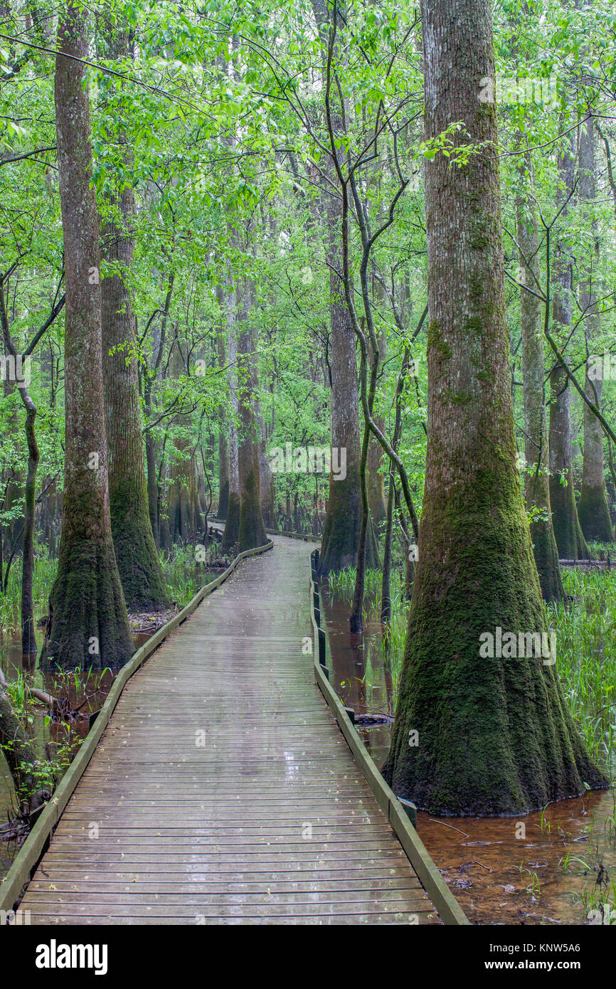 Congaree National Park, low boardwalk through moss covereed Water ...