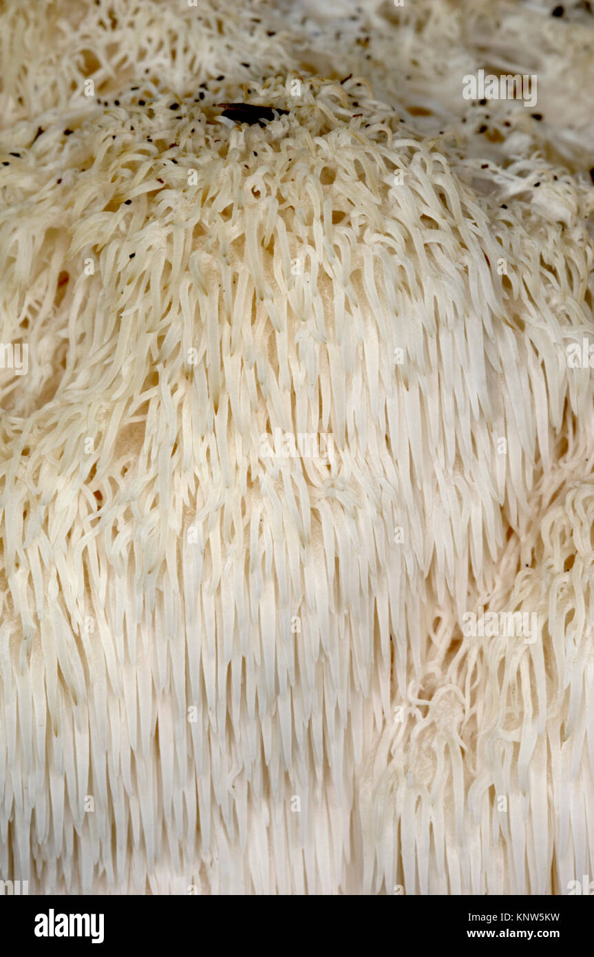 Bearded Tooth - Hericium erinaceus Stock Photo - Alamy