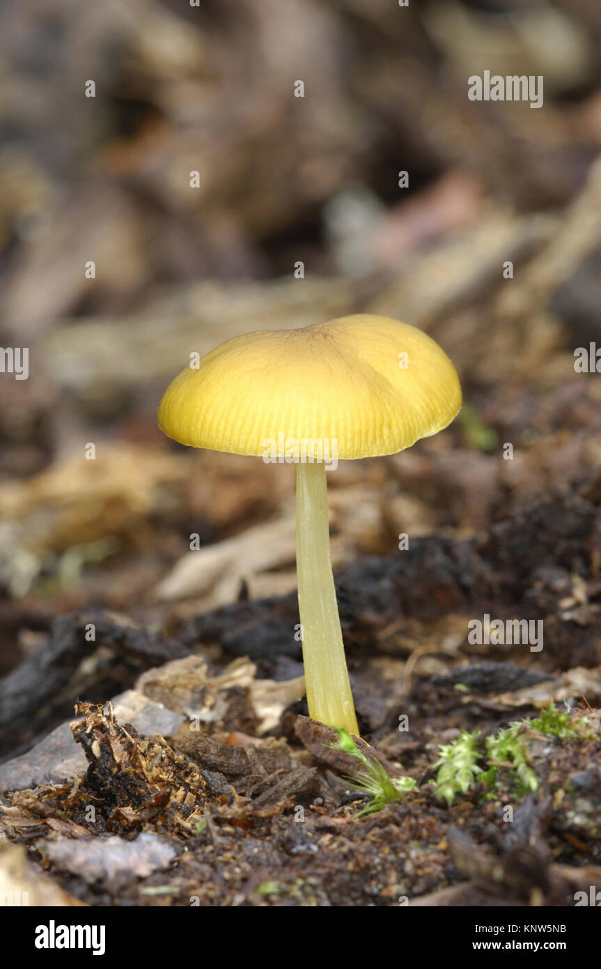 Yellow Shield - Pluteus chrysophaeus Stock Photo - Alamy