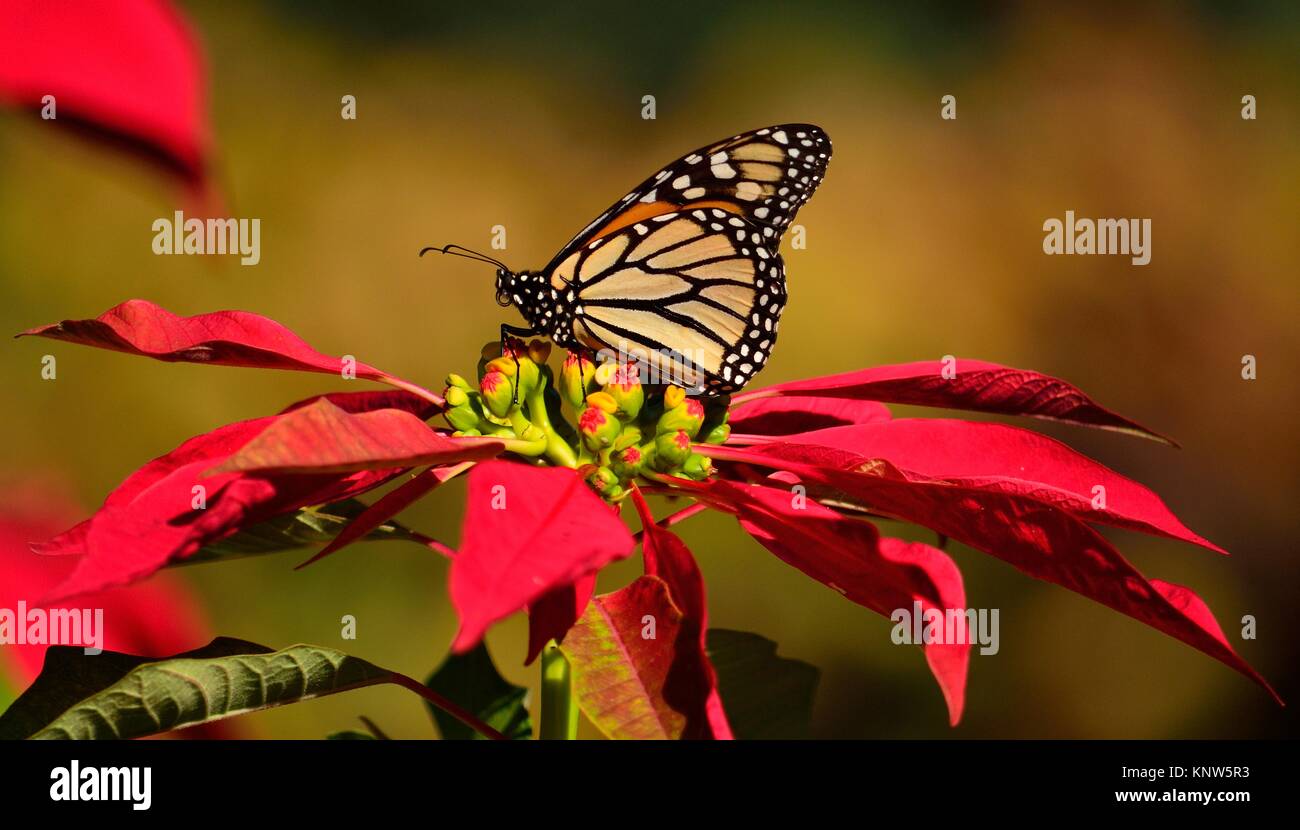 The christmas butterfly hi-res stock photography and images - Alamy