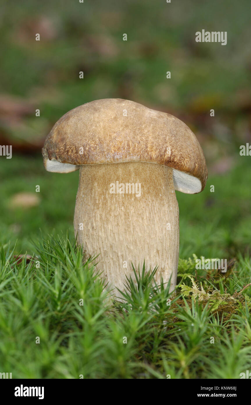Summer Bolete - Boletus reticulatus Stock Photo - Alamy