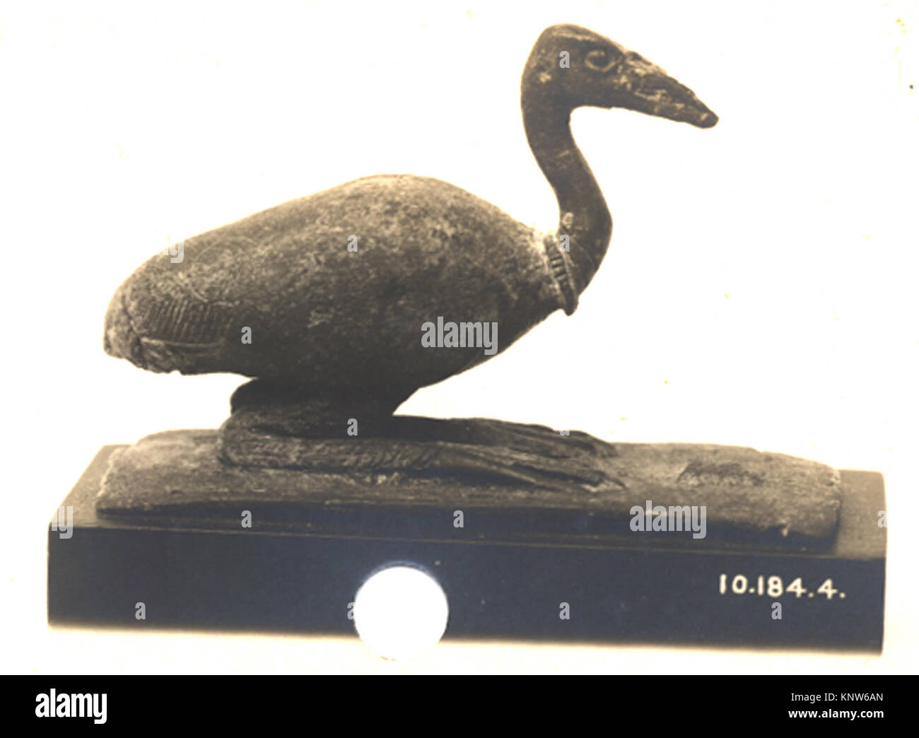 Ibis photo Cut Out Stock Images & Pictures - Alamy