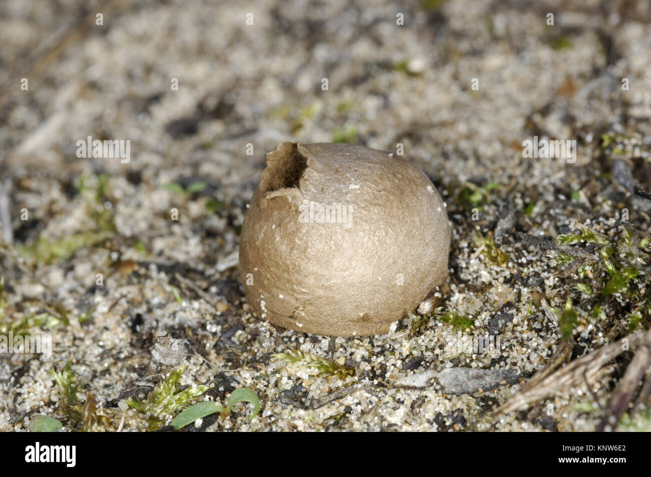 Black puffballs hi-res stock photography and images - Alamy