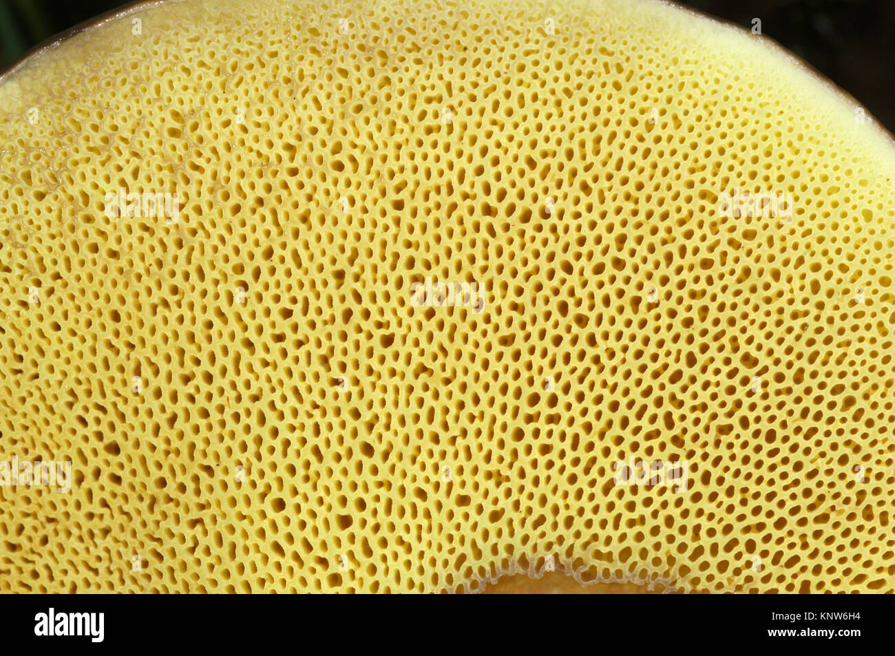 Larch Bolete - Suillus grevillei Stock Photo - Alamy