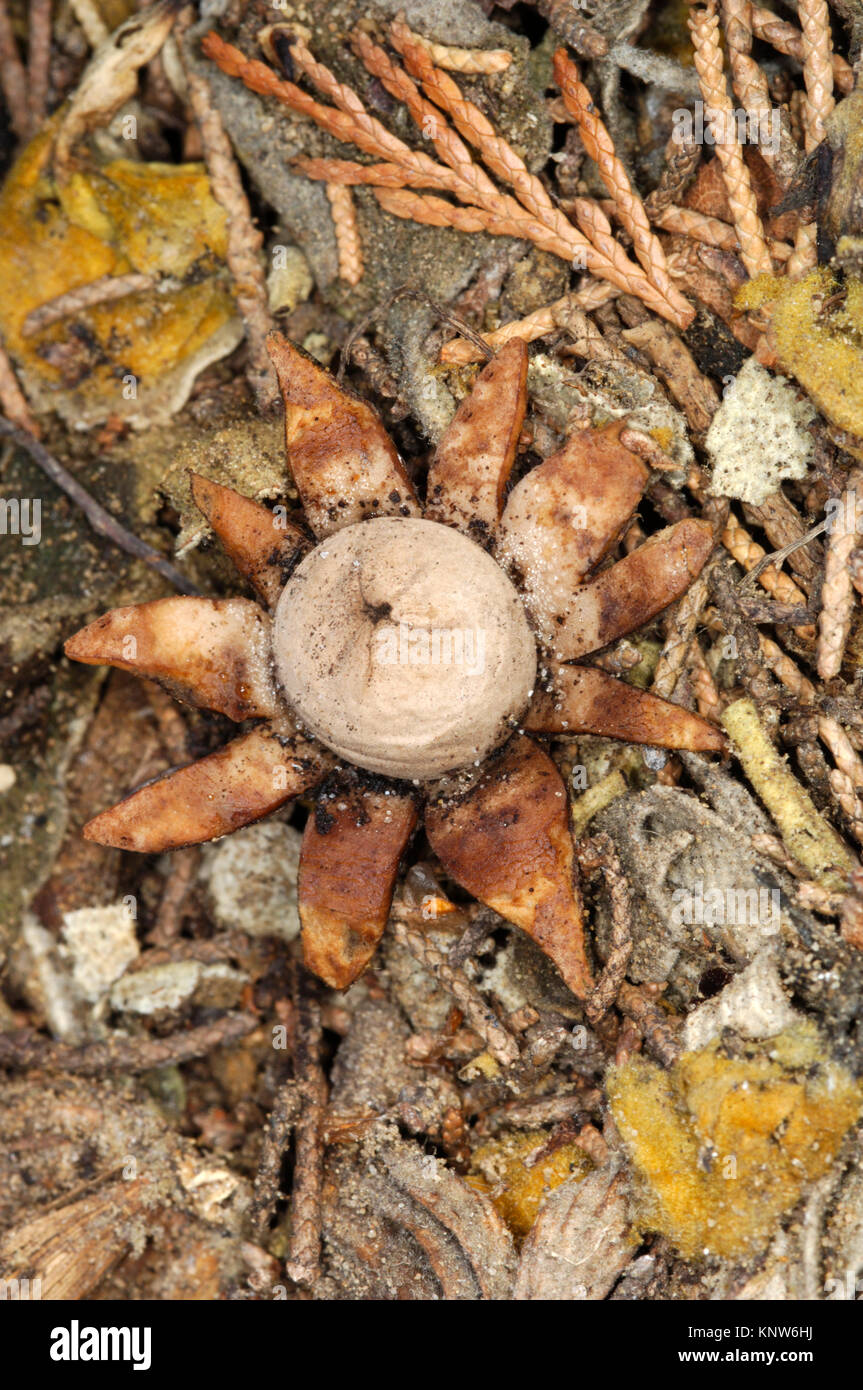 Daisy Earthstar - Geastrum floriforme Stock Photo - Alamy