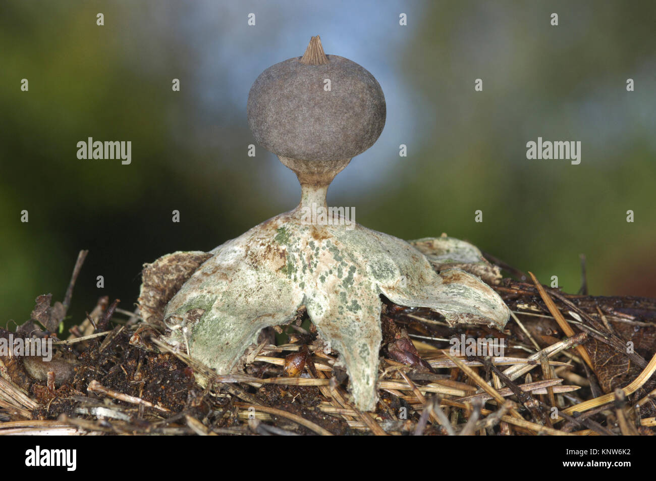 Beaked Earthstar - Geastrum pectinatum Stock Photo - Alamy