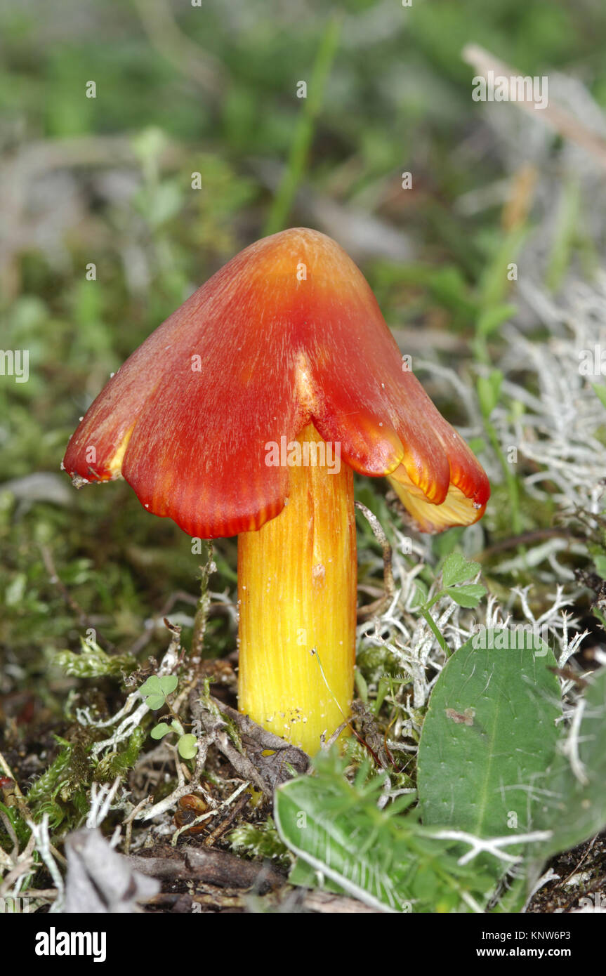 Mushroom fungus toadstool waxcap hi-res stock photography and images ...