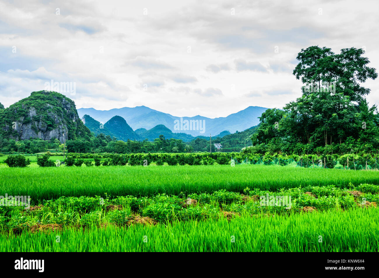 Beautiful rural scenery in summer Stock Photo - Alamy