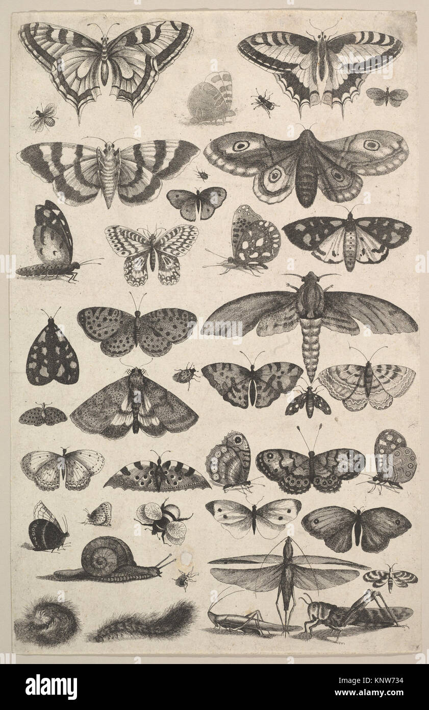 Wenceslaus Hollar's etching 'Forty-one Insects' (1625–77) depicts ...