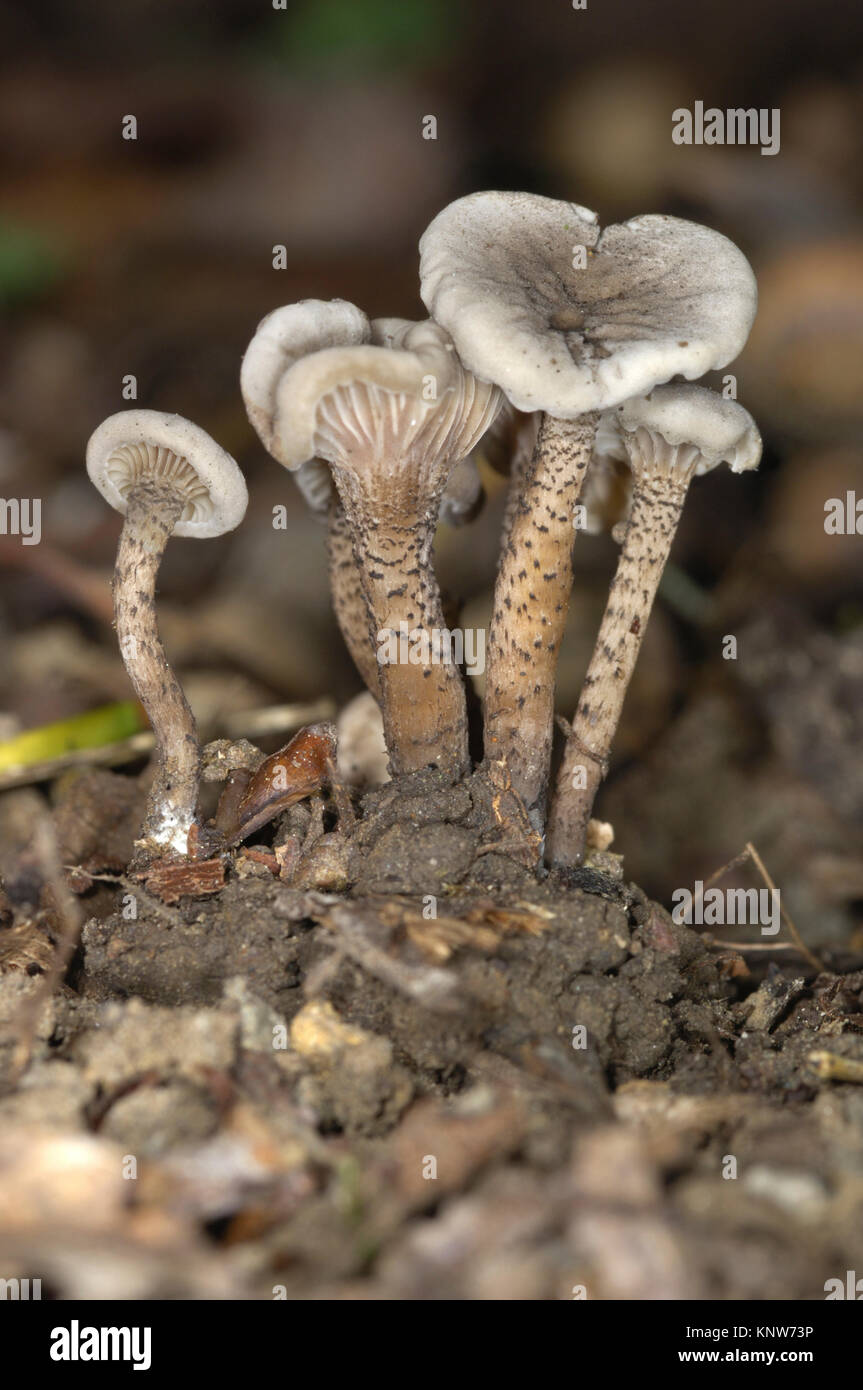 Dotted fanvault hi-res stock photography and images - Alamy