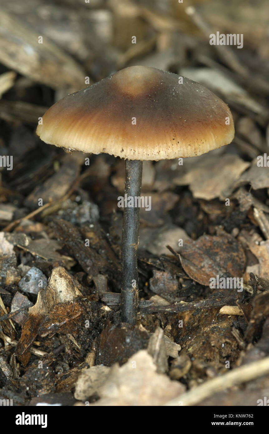 Cucumber Cap - Macrocystidia cucumis Stock Photo - Alamy