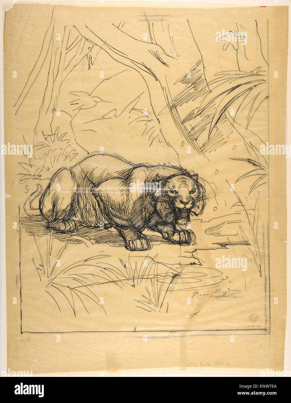 Tiger etching hi-res stock photography and images - Alamy