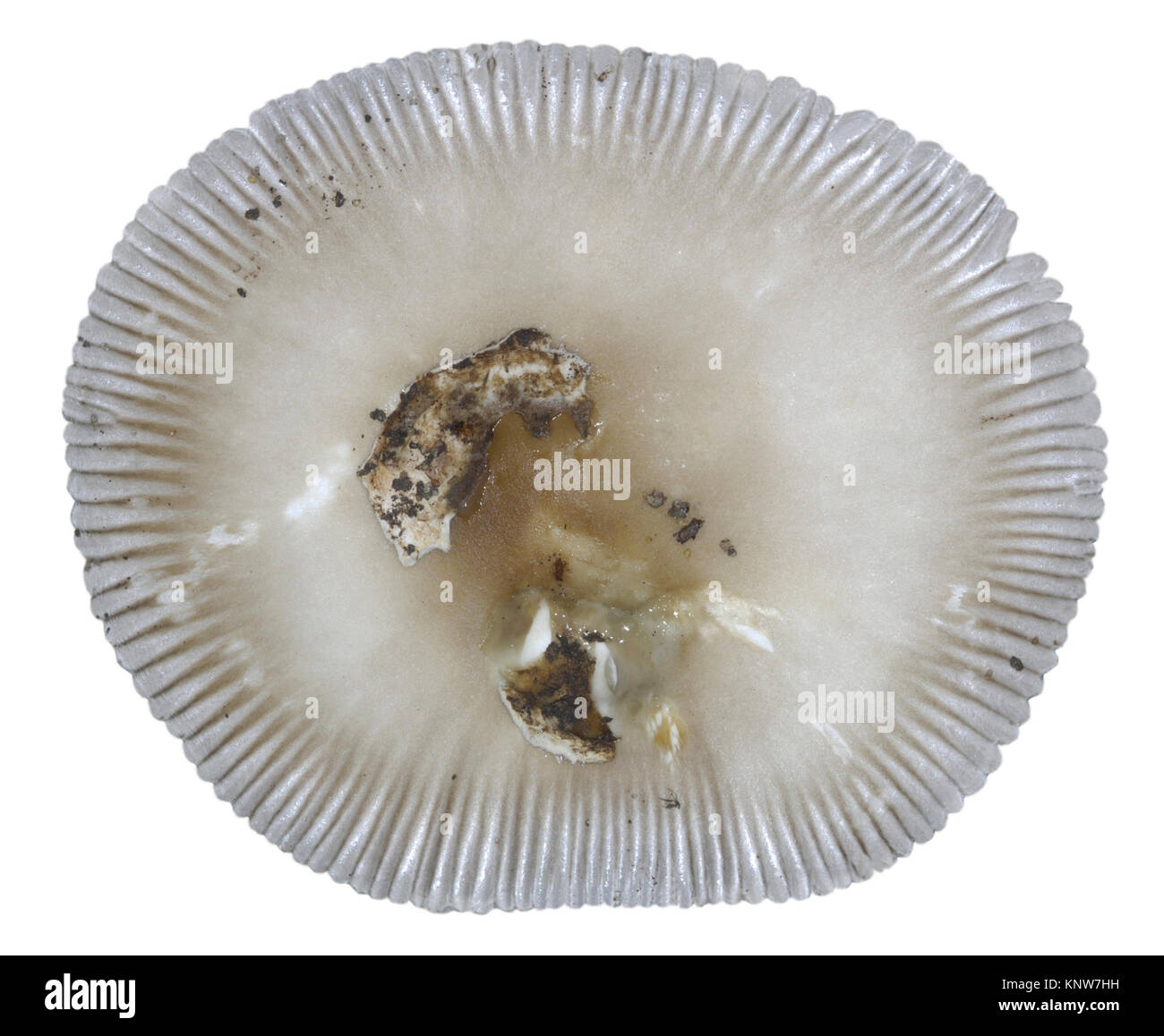 Mushrooms amanita Cut Out Stock Images & Pictures - Alamy