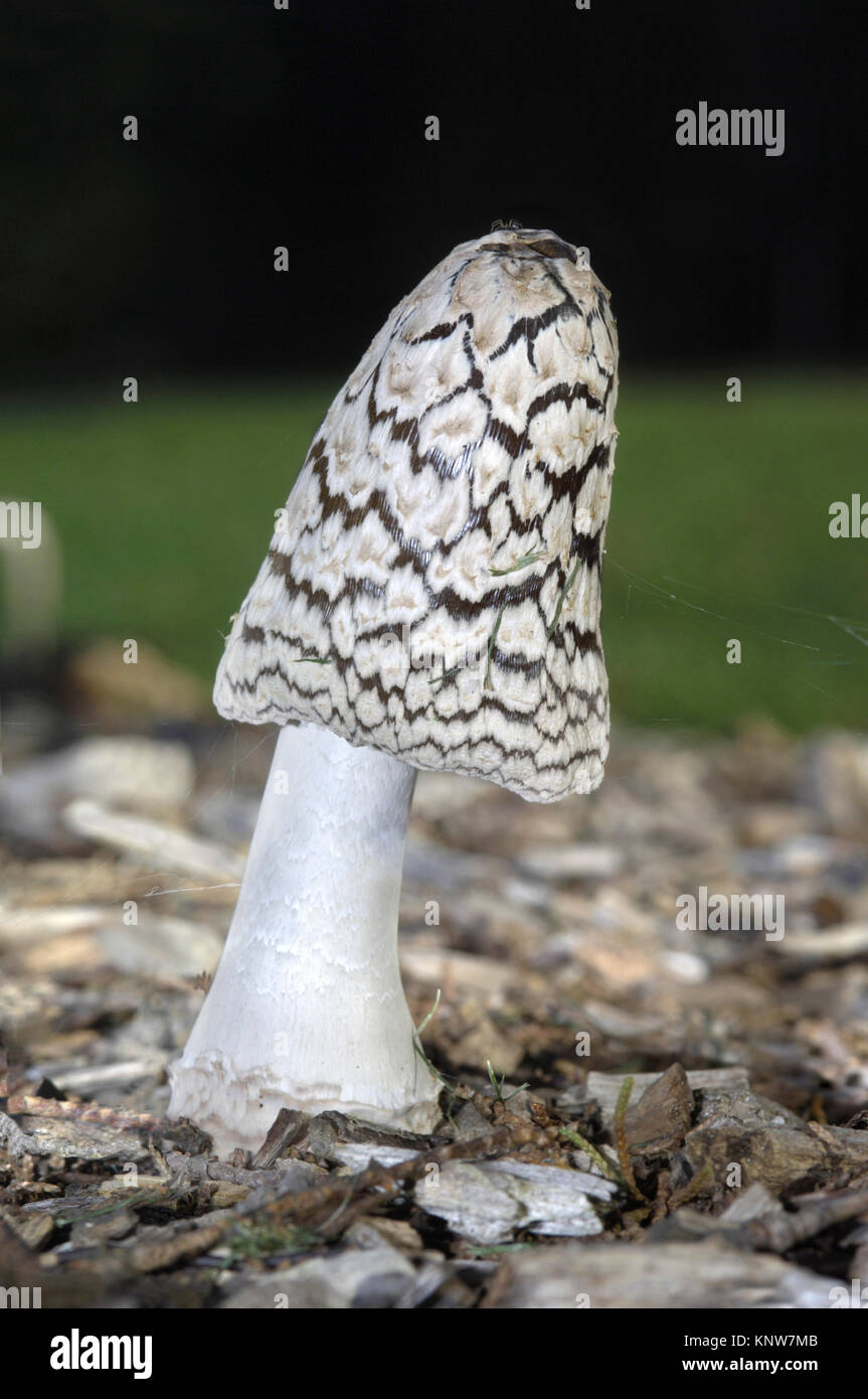 Magpie Inkcap - Coprinopsis picacea Stock Photo - Alamy