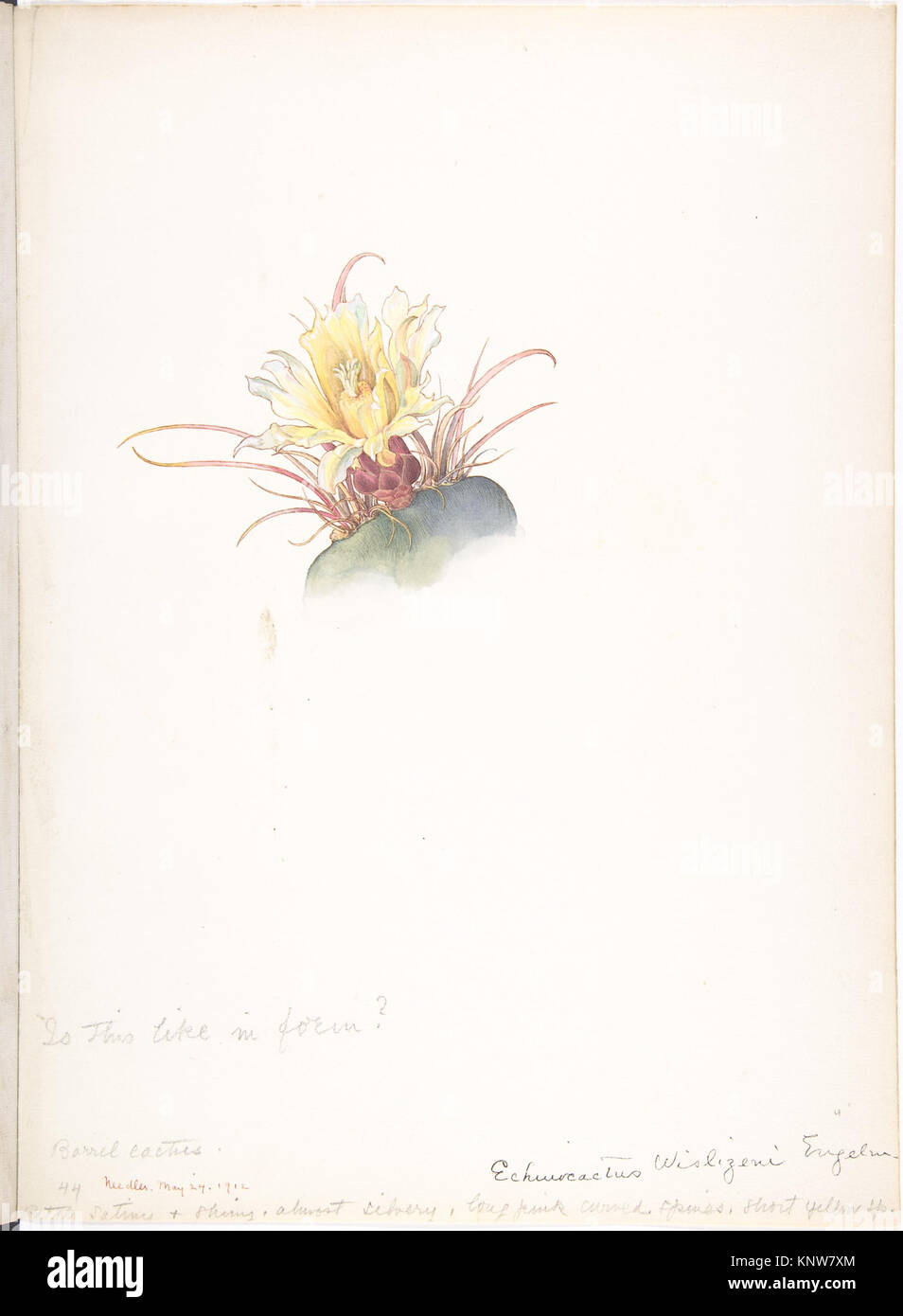 Illustration of a barrel cactus showing its rounded shape, ribbed ...