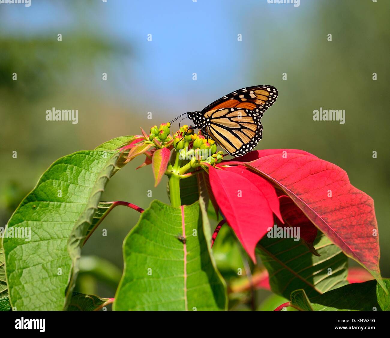 Poinsettia with large monarch butterfly, Danaus plexippus Stock Photo ...