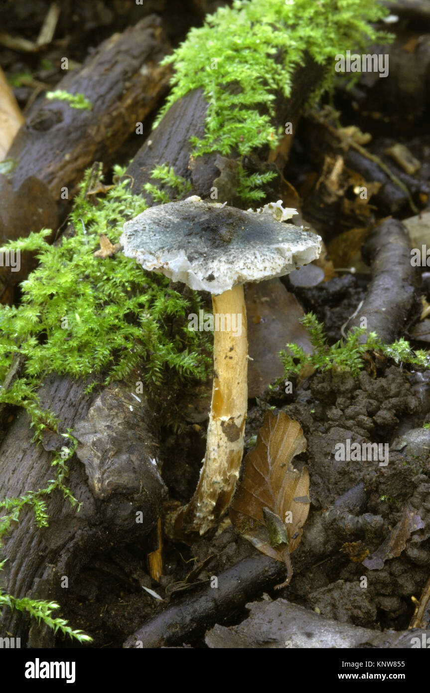 Green Dapperling - Lepiota grangei Stock Photo - Alamy