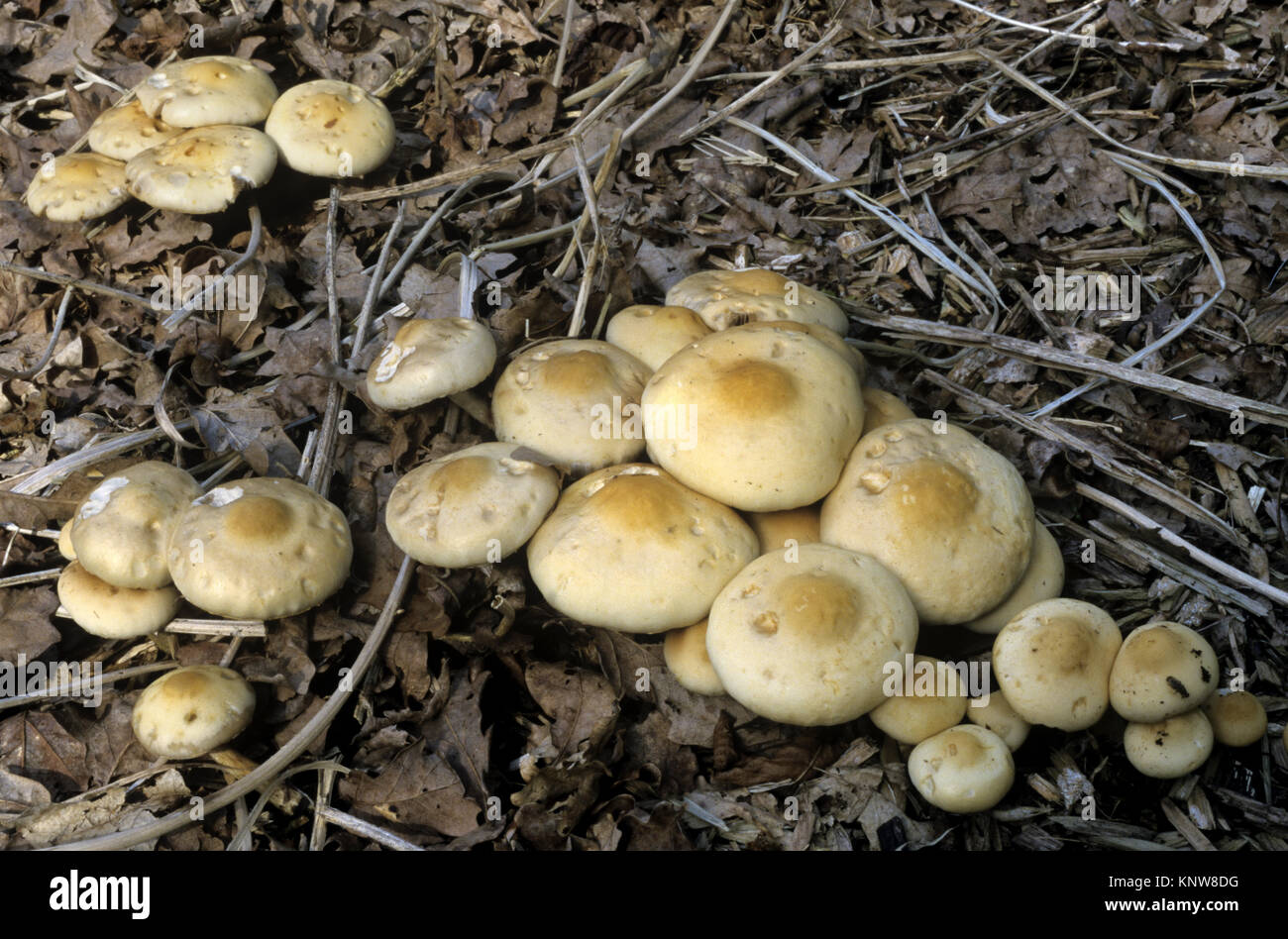 Agrocybe praecox cluster hi-res stock photography and images - Alamy