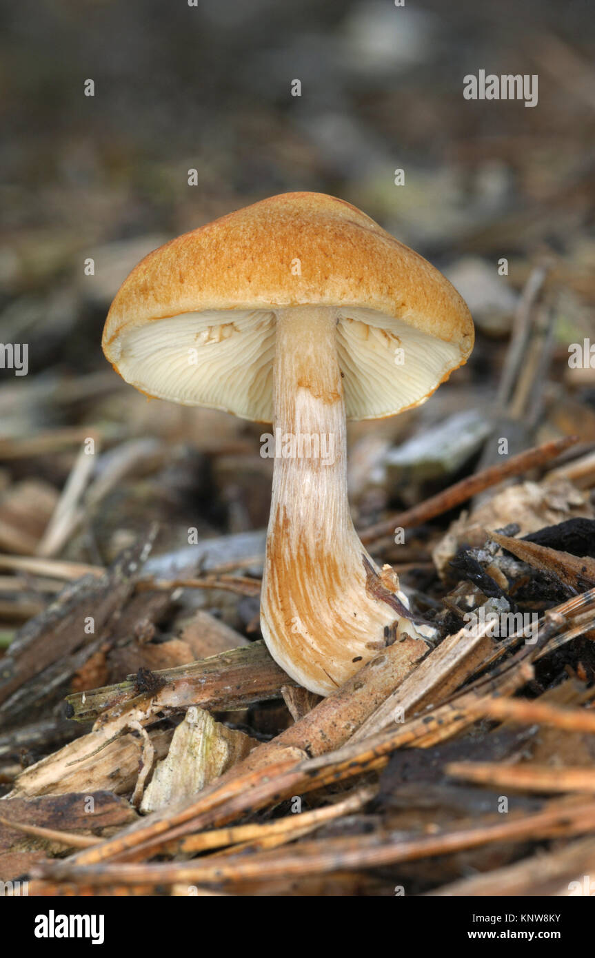 Hybridus hi-res stock photography and images - Alamy