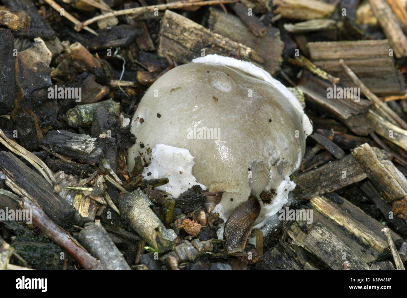Stubble Rosegill - Volvariella gloiocephala Stock Photo - Alamy