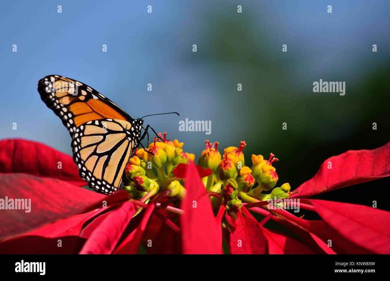 Fascinating monarch butterfly and poinsettia in full splendor ...