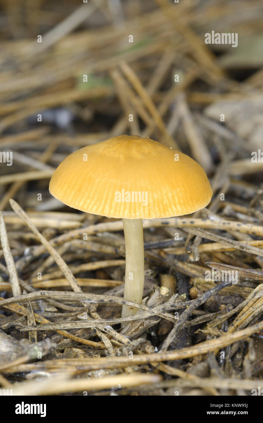 Leoninus hi-res stock photography and images - Alamy