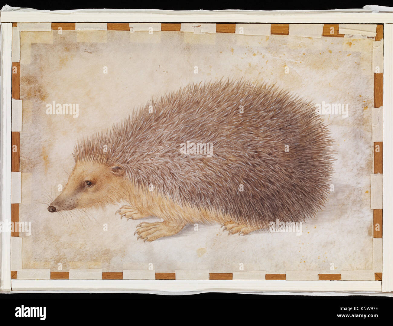 Illustration of a hedgehog (Erinaceus roumanicus) showing dorsal spines ...
