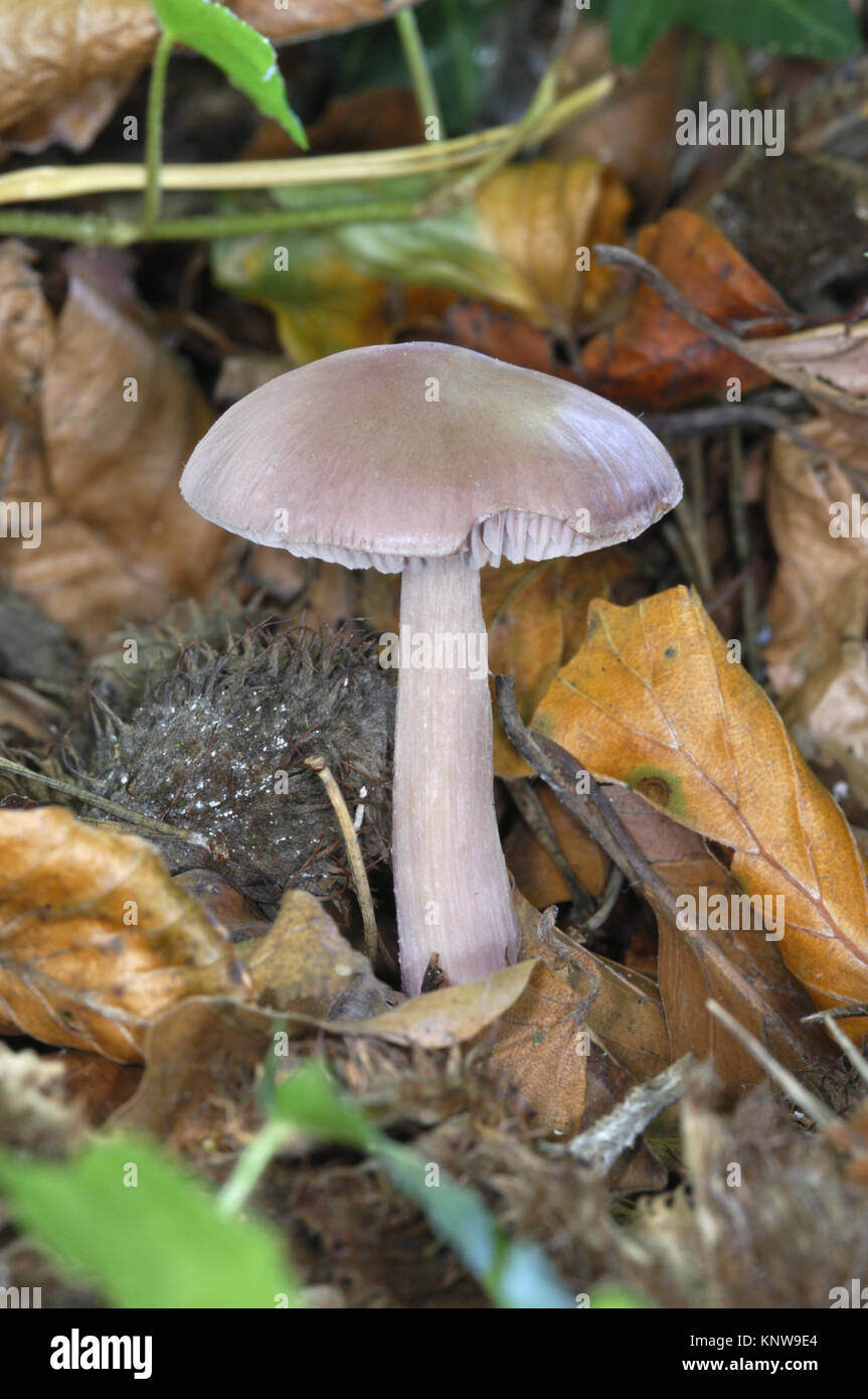 Lilac Bonnet - Mycena pura Stock Photo - Alamy