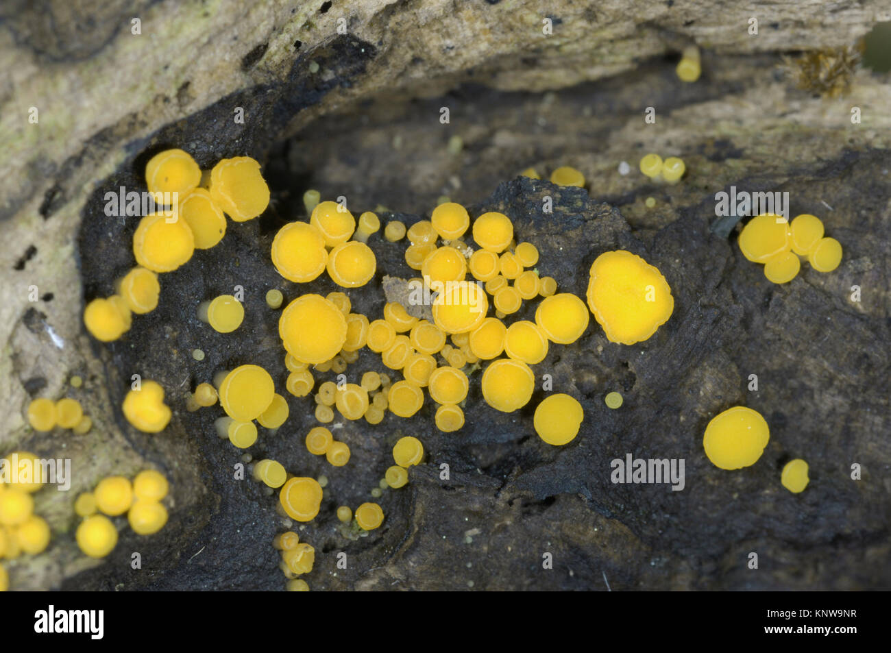Disco fungus hi-res stock photography and images - Alamy